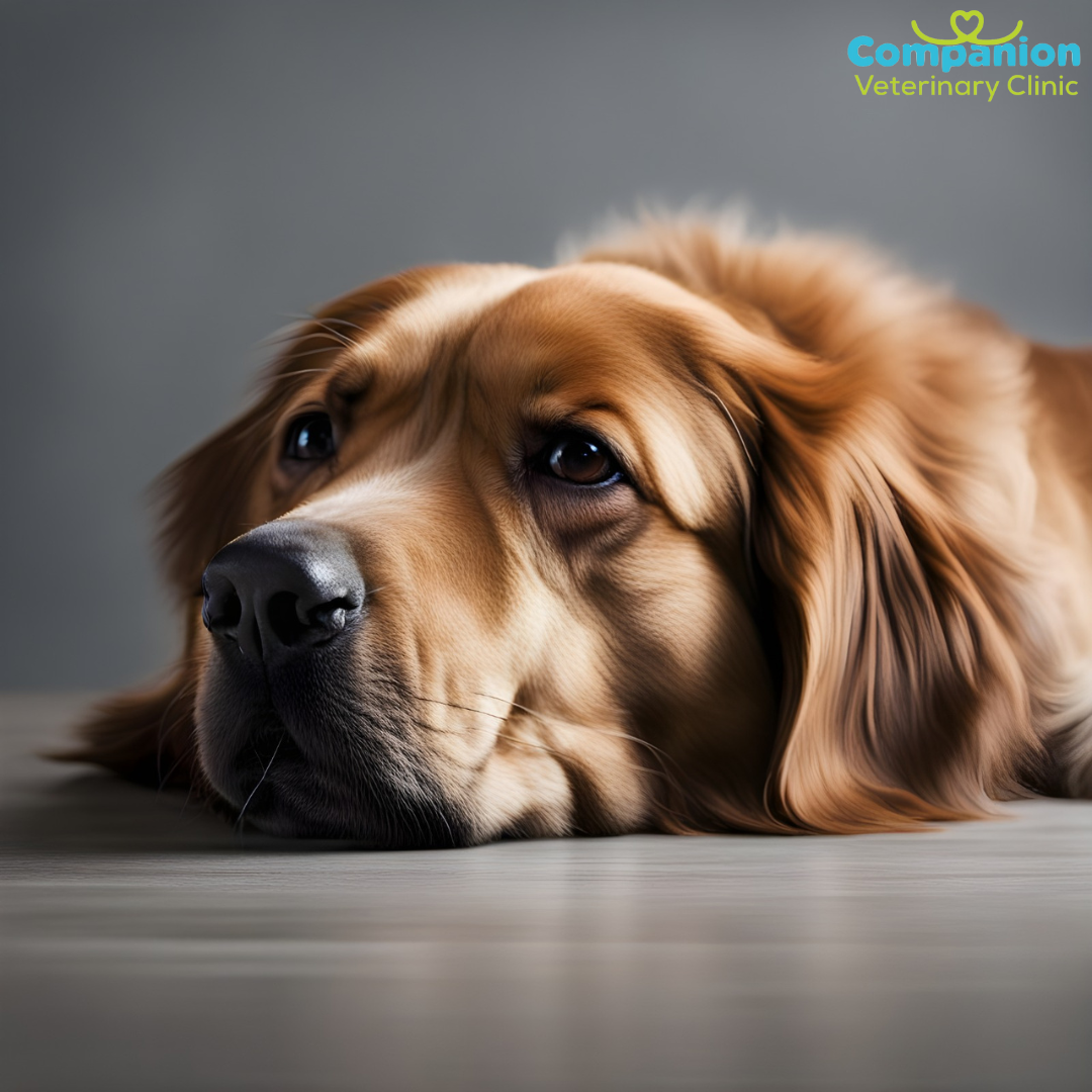 Depression in Dogs: Understanding, Identifying, and Addressing Canine ...