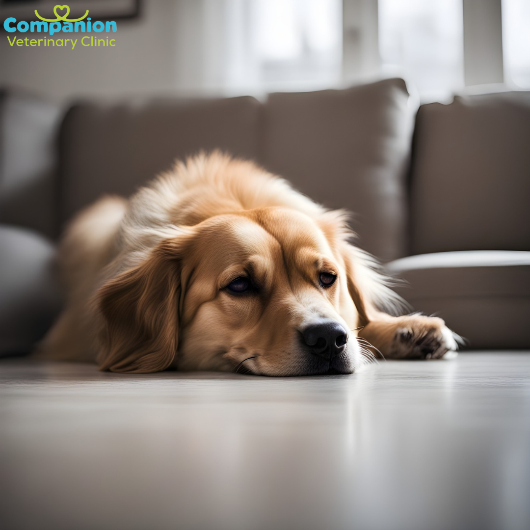 Depression in Dogs: Understanding, Identifying, and Addressing Canine ...