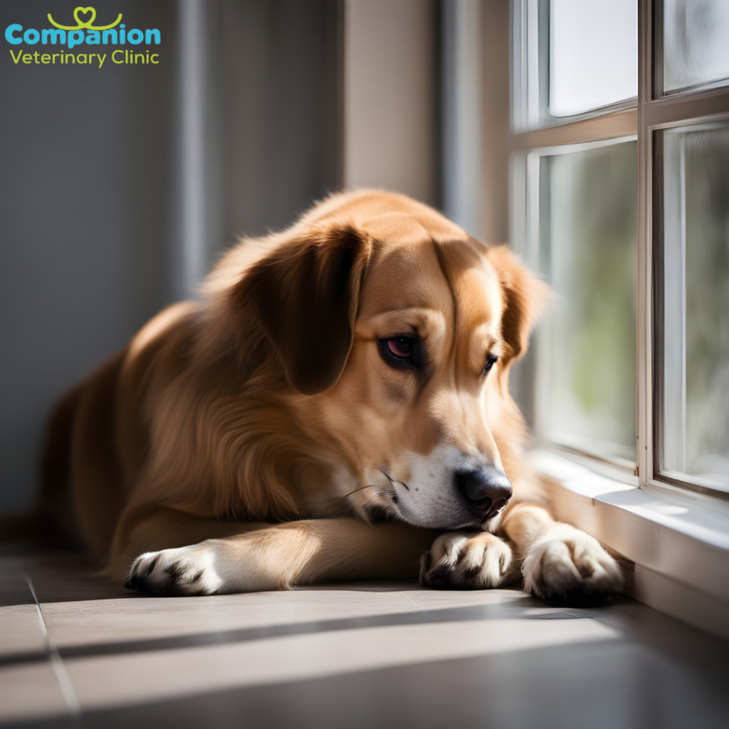 Depression in Dogs: How to Identify and Address Canine Sadness