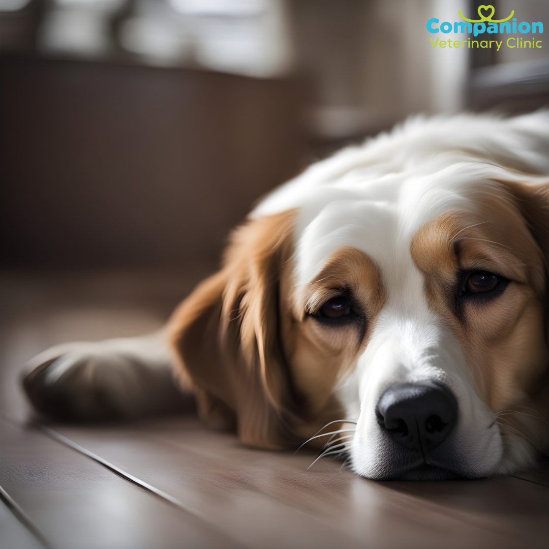 Depression in Dogs: Understanding, Identifying, and Addressing Canine ...